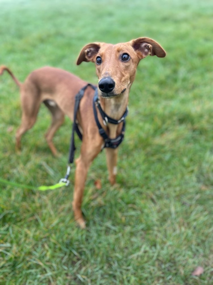 About — Wythall Animal Sanctuary