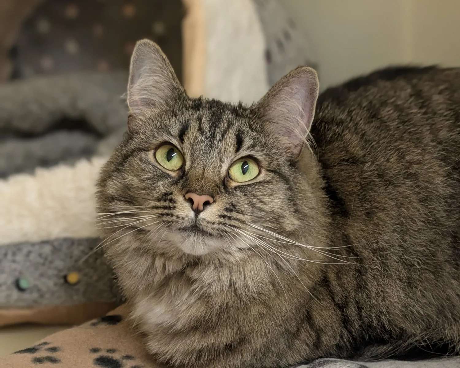 Cats | Find Your Perfect Cat Today! — Wythall Animal Sanctuary