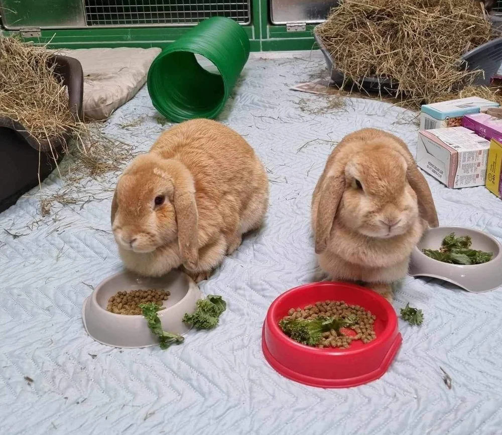 Caramel and Fudge — Wythall Animal Sanctuary