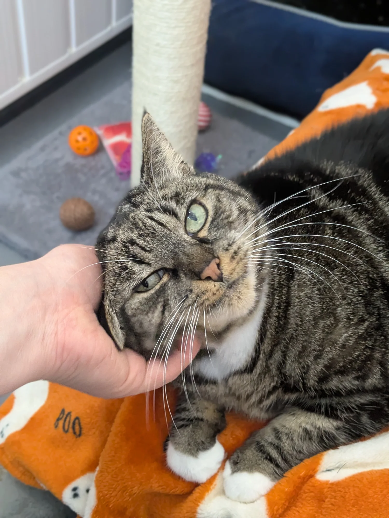 Cats | Find Your Perfect Cat Today! — Wythall Animal Sanctuary