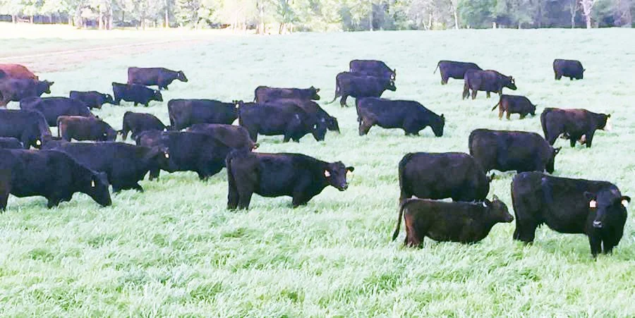 Our Story — Briarpatch Farm