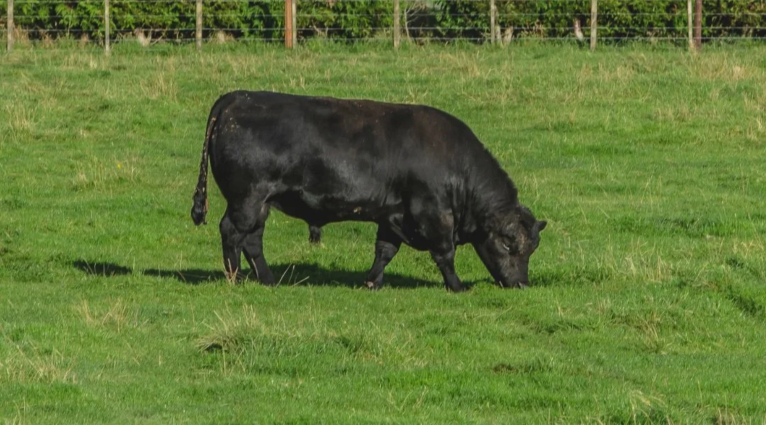 Our Story — Briarpatch Farm