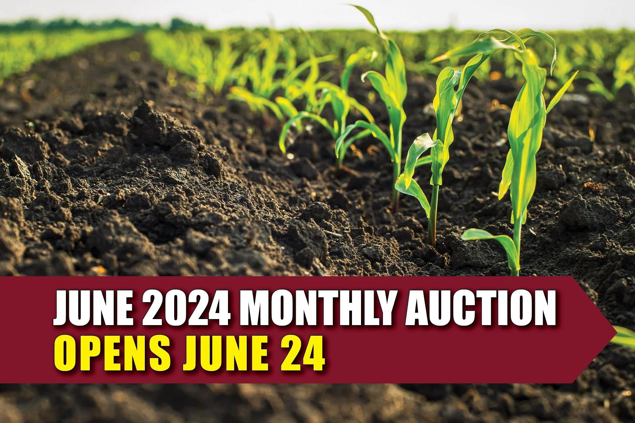 Auctions Directory — Resource Auction