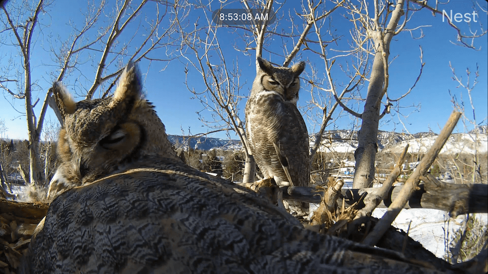 All About Owls! — Dharma's Garden