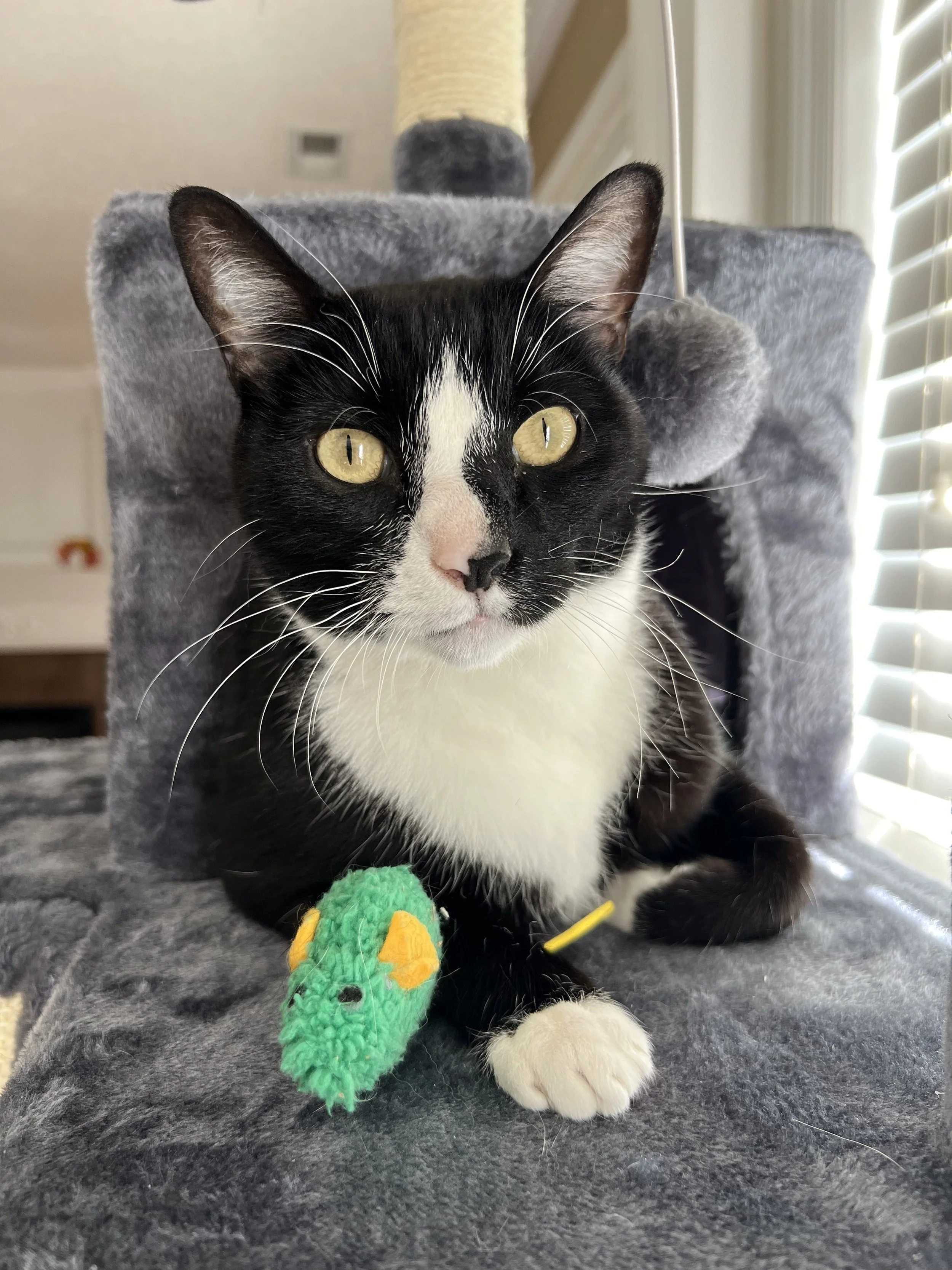 Our Cat Loki is Missing — Lash Fae