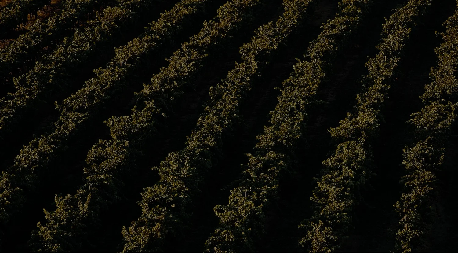 David Ridge Wines