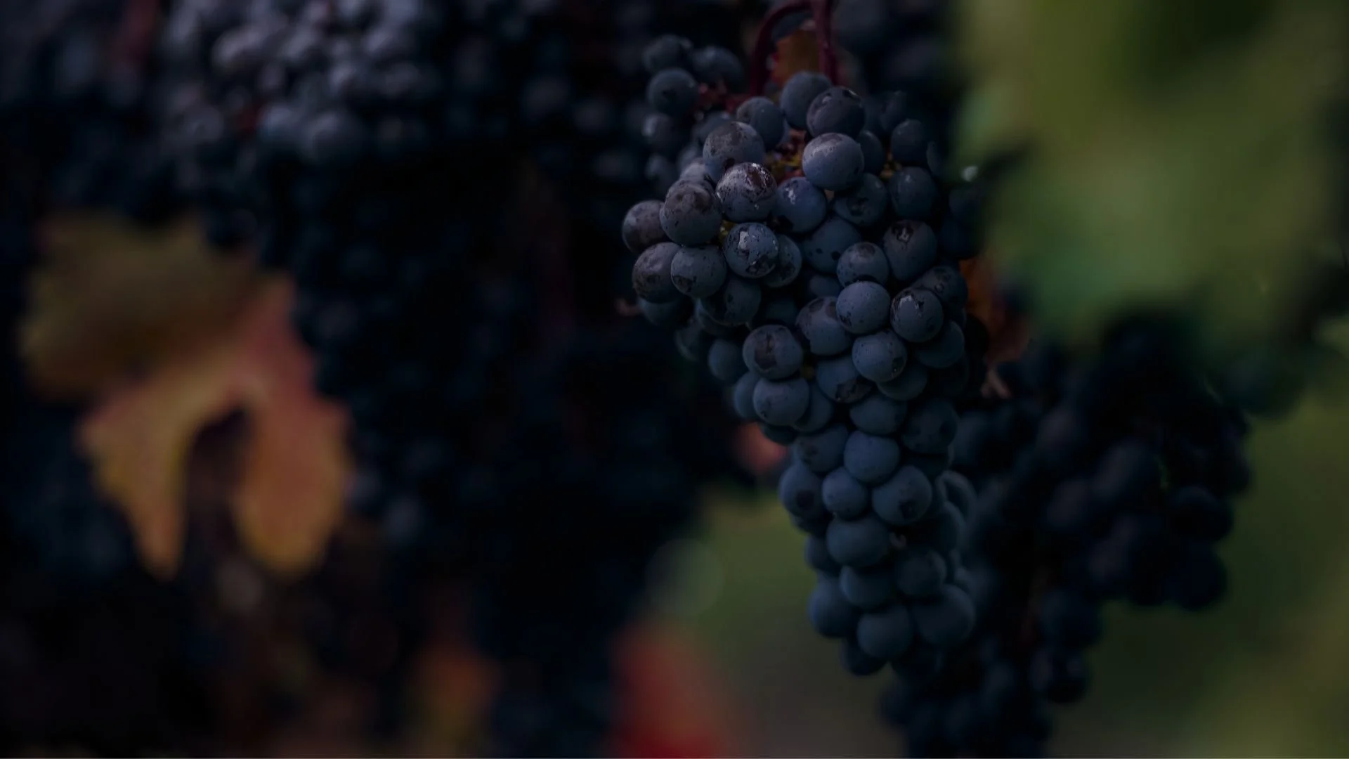 David Ridge Wines