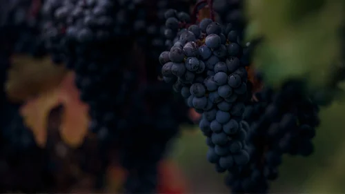 David Ridge Wines