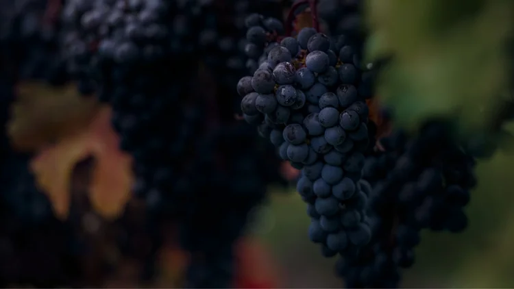 David Ridge Wines