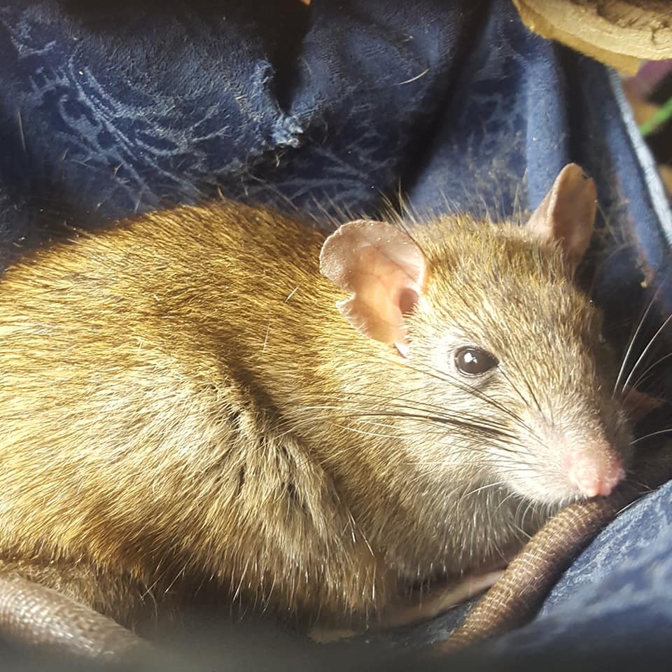 The Ethics of Rescuing and Releasing Wild Rats — Rachie's Ratirement ...