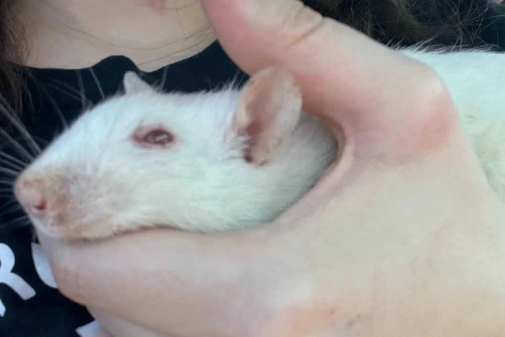 Help! I think my rats’ eyes and nose are bleeding! — Rachie's ...