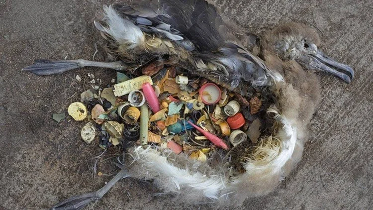 How Plastic Pollution Is Killing Our Planet and What We Can Do To Save ...