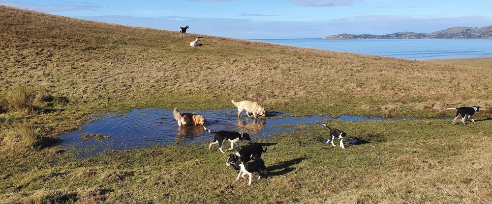 Stuart Barnes Dog Behaviourist