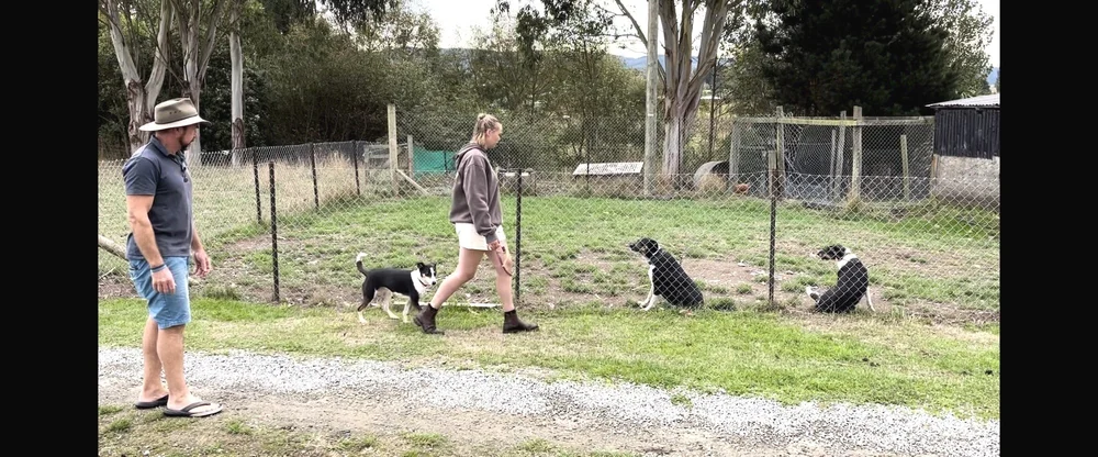 Dog Training with Stuart Barnes — Stuart Barnes Dog Behaviourist