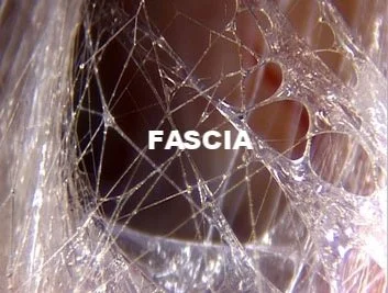 What is Fascia & Why Should We Care? — Oakville Performance & Wellness