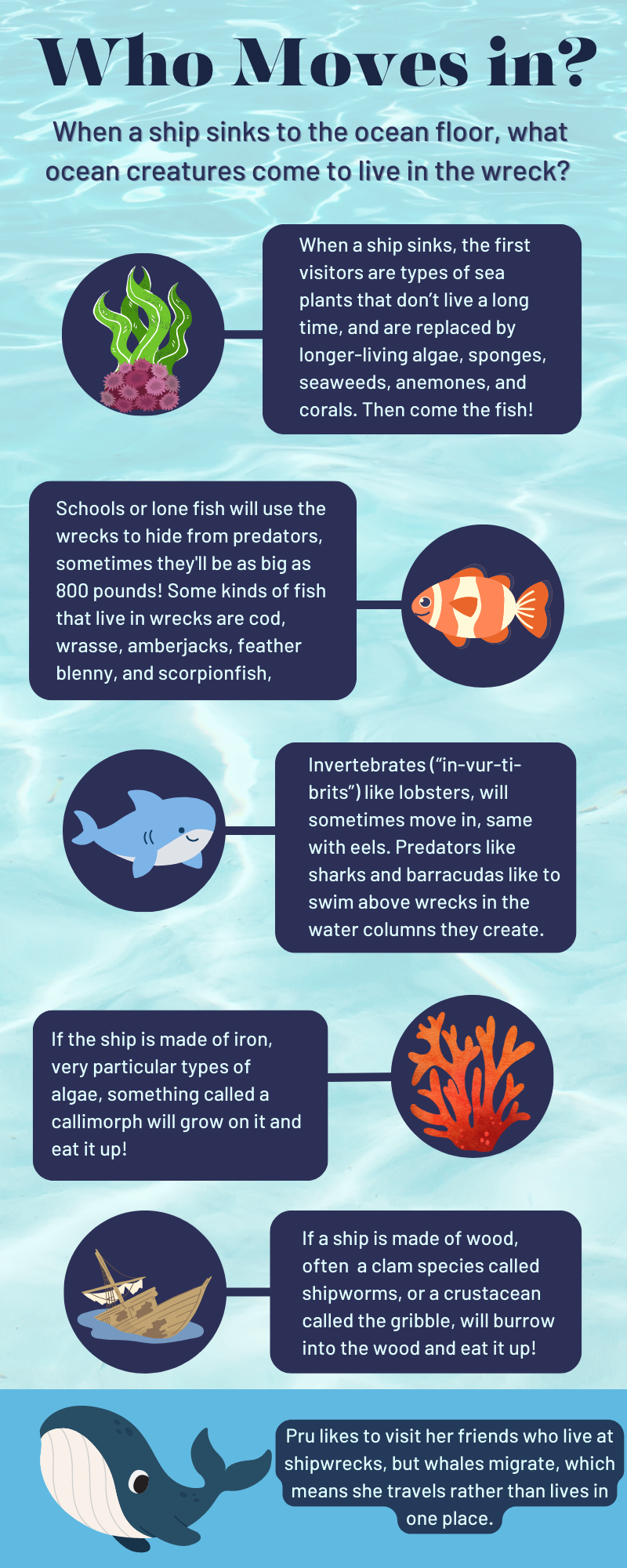 Kid's Sunken Ships — Cape Cod Maritime Museum