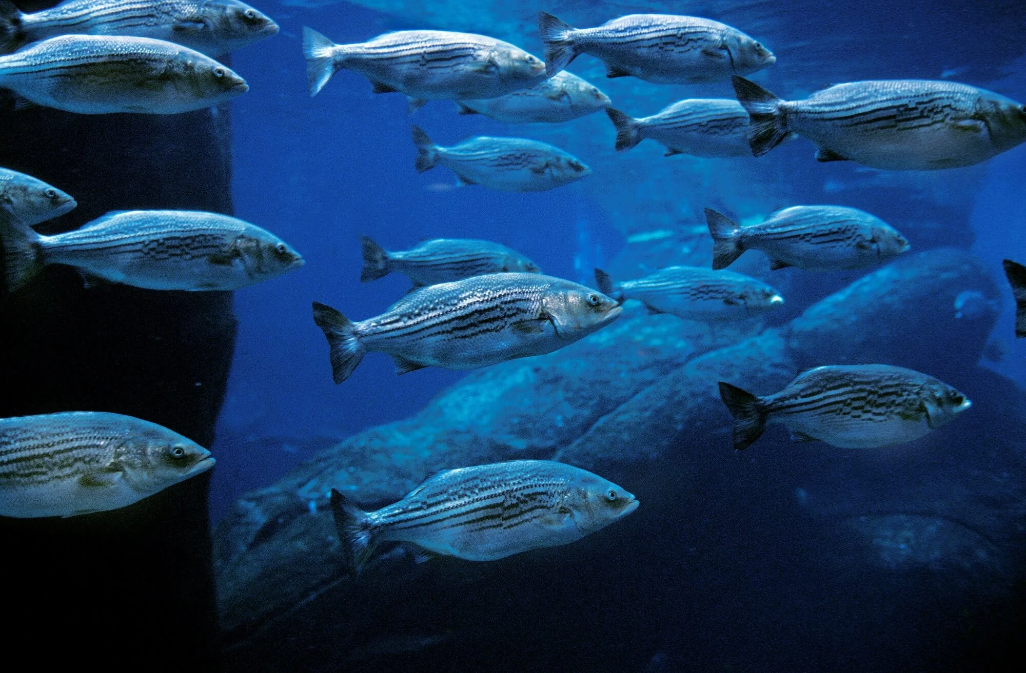 Cape Cod Maritime Museum