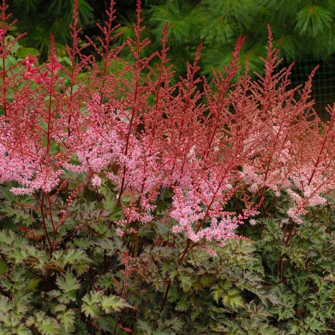 Astilbe Shade Flowers — Plant and Bloom Design Studio