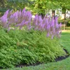Astilbe Shade Flowers — Plant and Bloom Design Studio