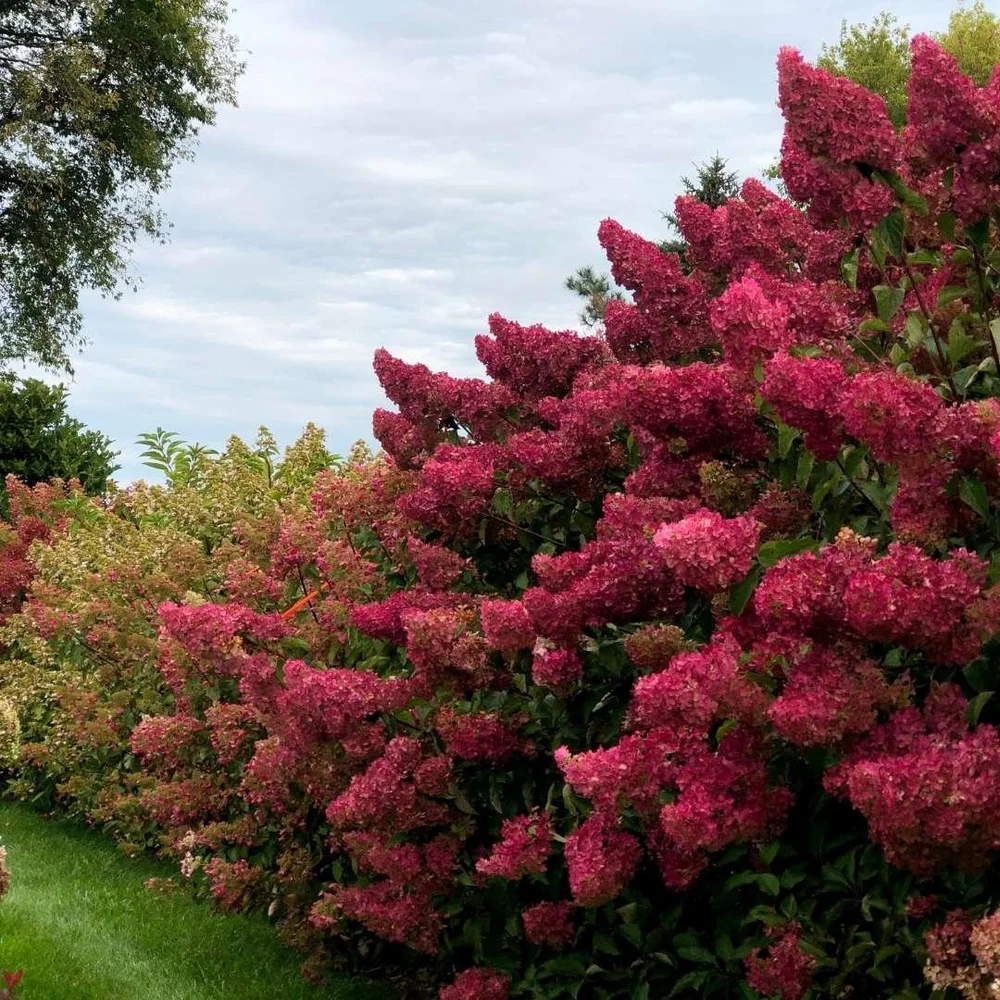 The Panicle Hydrangea — Plant and Bloom Design Studio