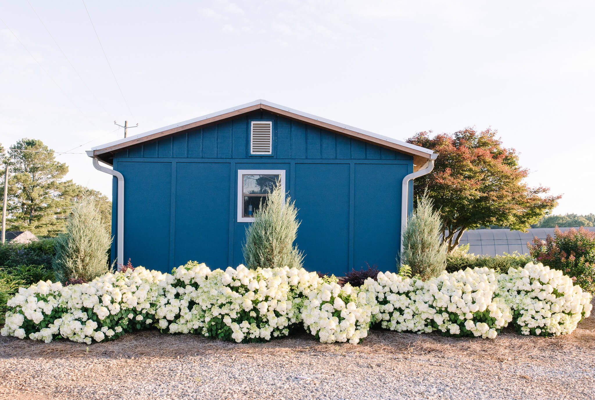 Little Hottie® Panicle Hydrangea — Plant and Bloom Design Studio