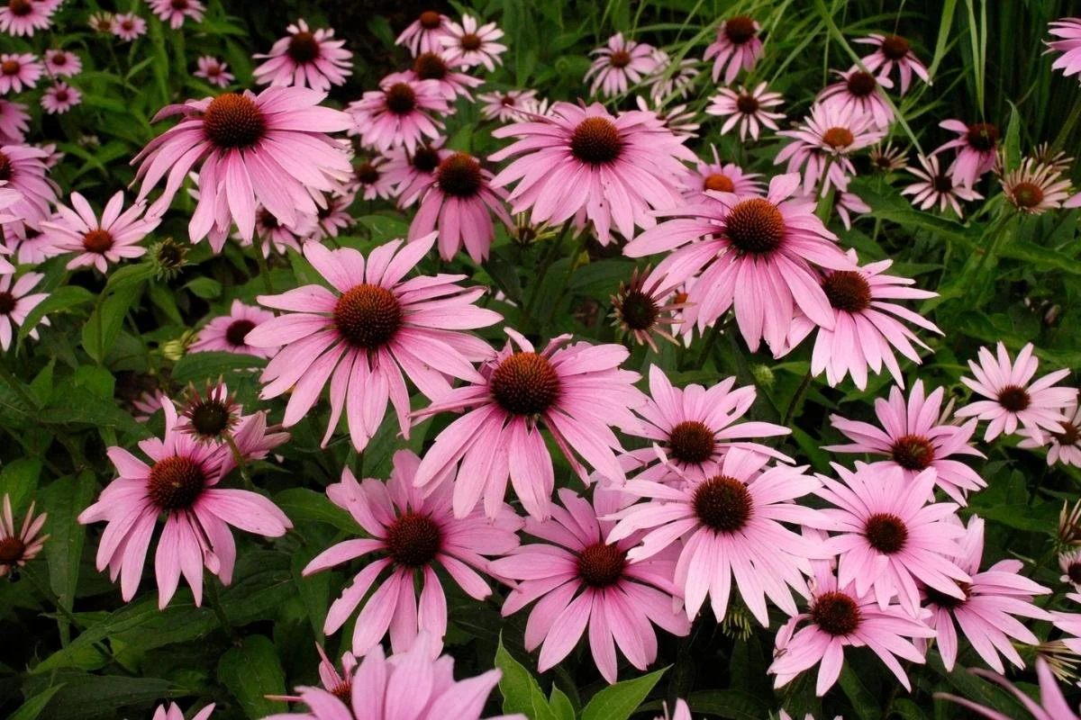 15 Colorful Echinacea Types — Plant and Bloom Design Studio