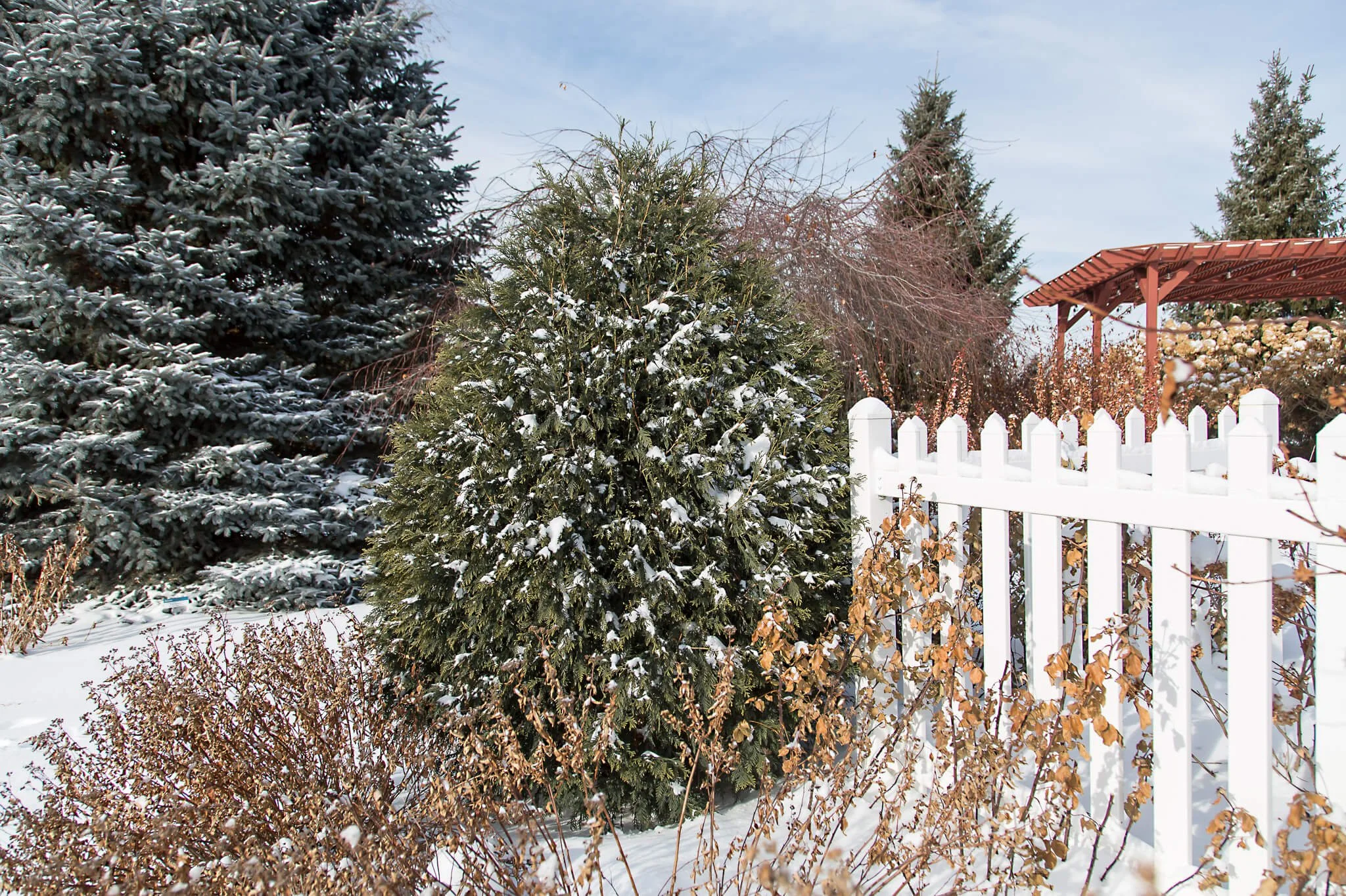 10 Tall Narrow Plants — Plant and Bloom Design Studio