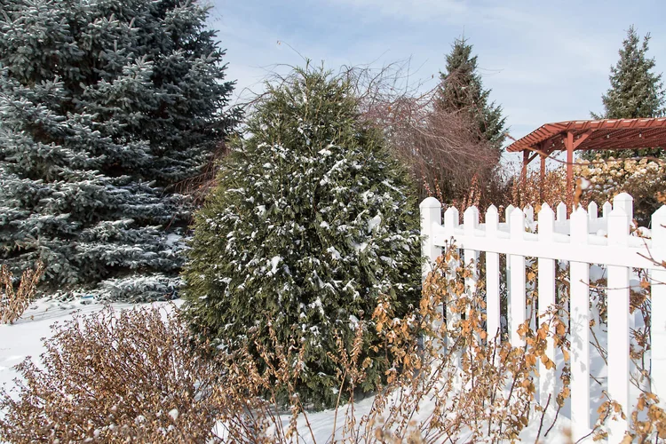 10 Tall Narrow Plants — Plant and Bloom Design Studio