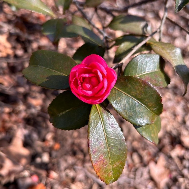 ShiShi Gashira Camellia — Plant and Bloom Design Studio