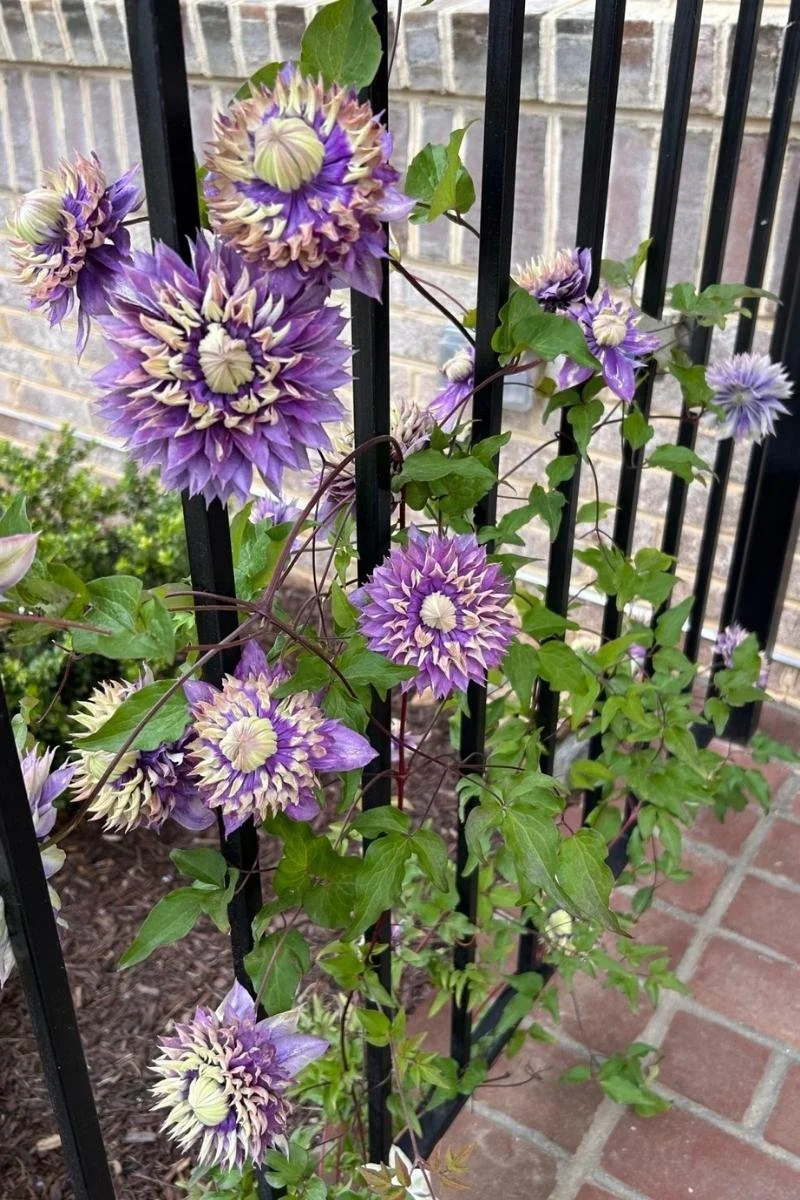 Clematis Taiga Vine — Plant and Bloom Design Studio