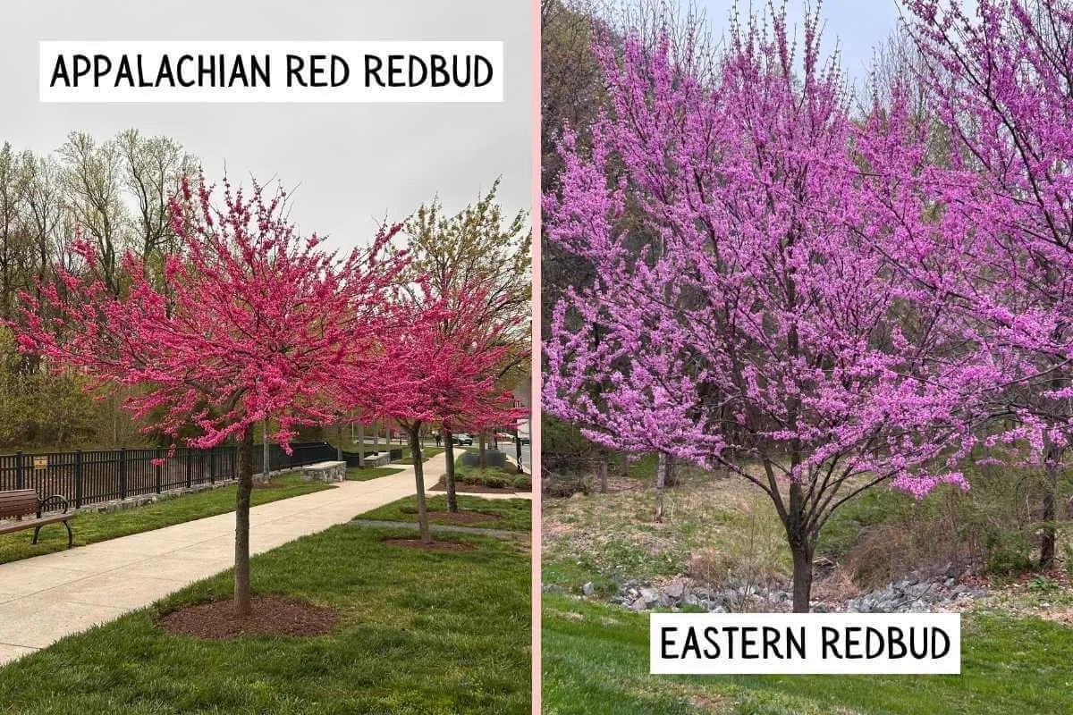 Appalachian Red Redbud — Plant and Bloom Design Studio