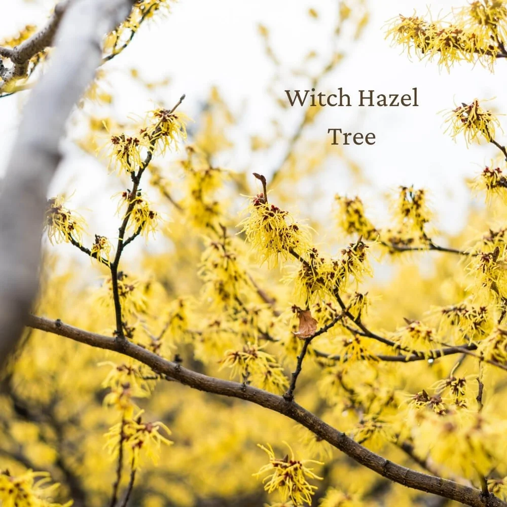 Common Witch Hazel Tree — Plant and Bloom Design Studio