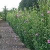 10 Tall Narrow Plants for Privacy and Screening — Plant and Bloom ...