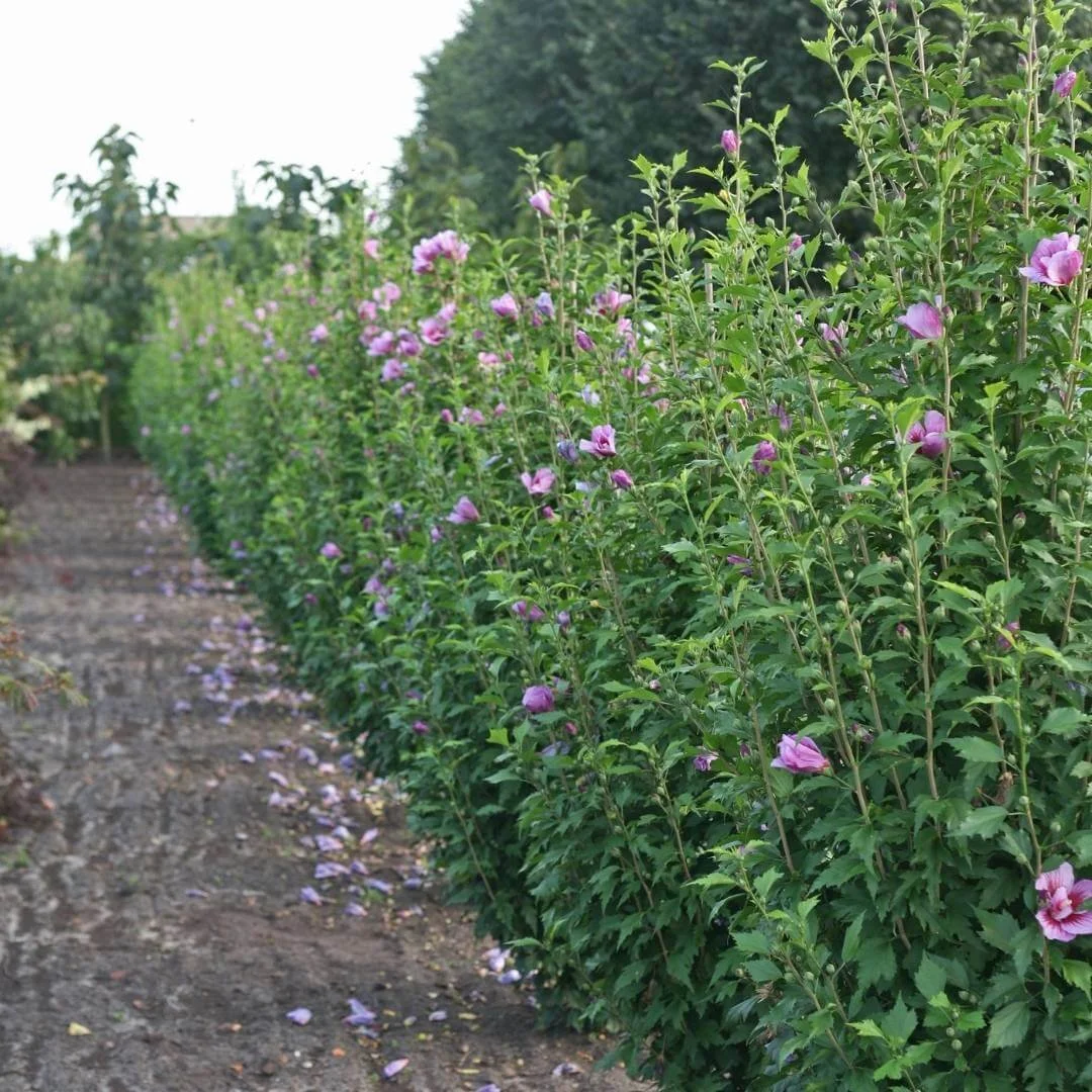 10 Tall Narrow Plants for Privacy and Screening — Plant and Bloom ...