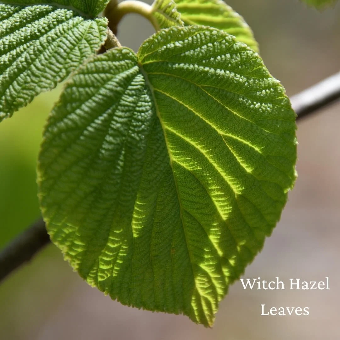 Common Witch Hazel Tree — Plant and Bloom Design Studio