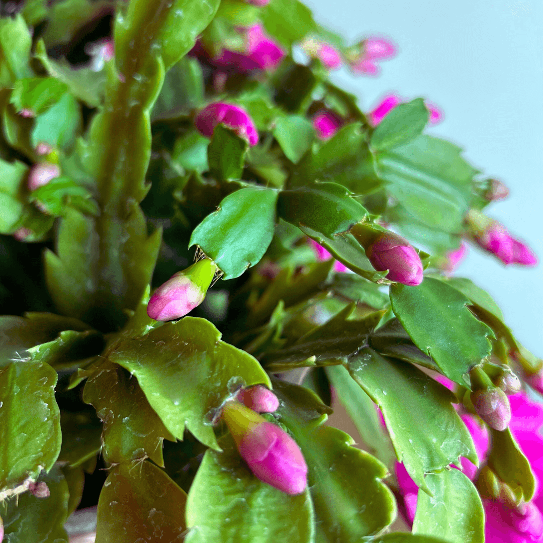 Thanksgiving Cactus (Shlumbergera truncata) — Plant and Bloom Design Studio
