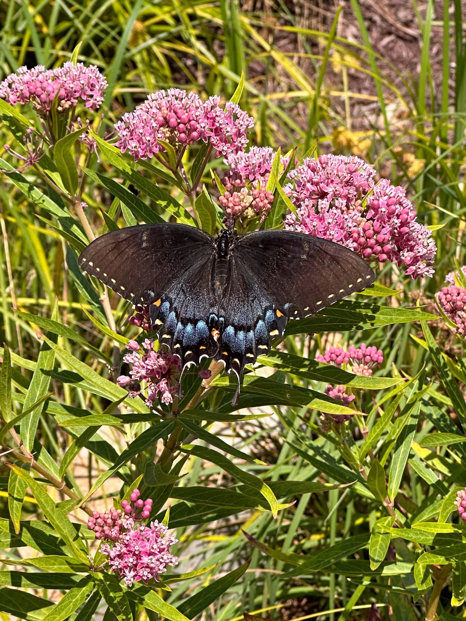 Best Nectar Plants Butterfly Creating A Butterfly & Moth Garden