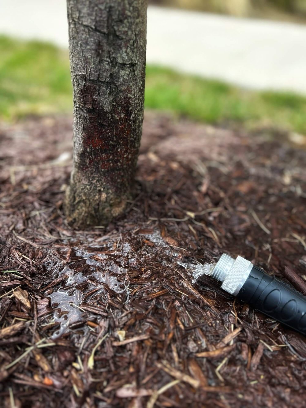 How to Water a Tree — Plant and Bloom Design Studio
