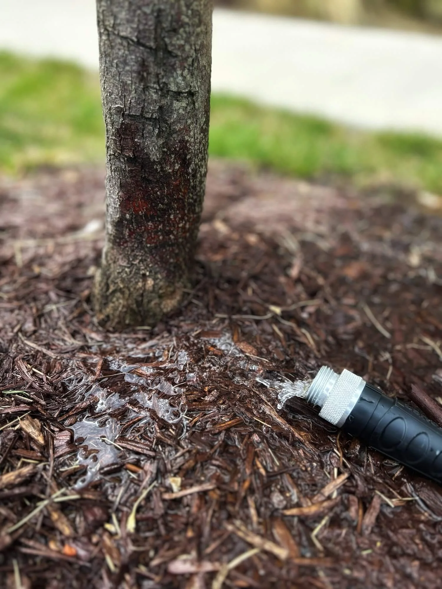 How to Water a Tree — Plant and Bloom Design Studio