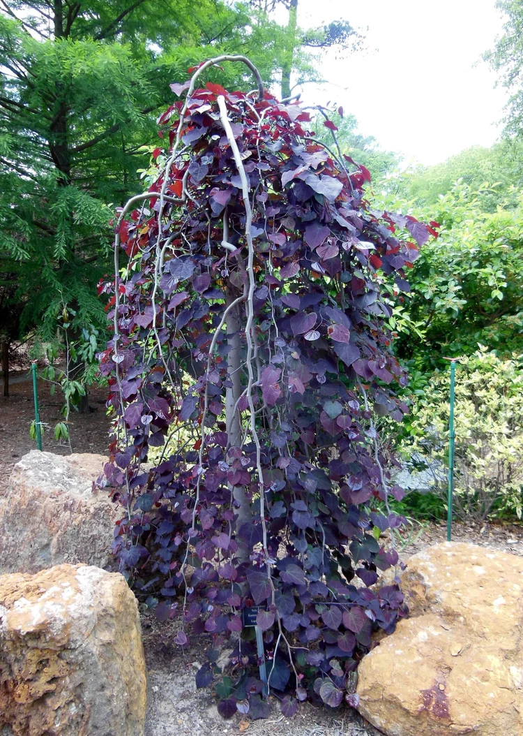 Which Redbud Tree is Best? — Plant and Bloom Design Studio