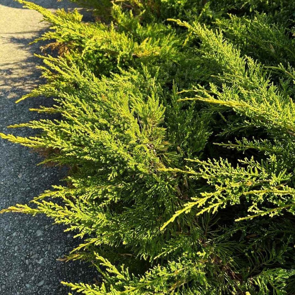 10 Front of the House Bushes — Plant and Bloom Design Studio