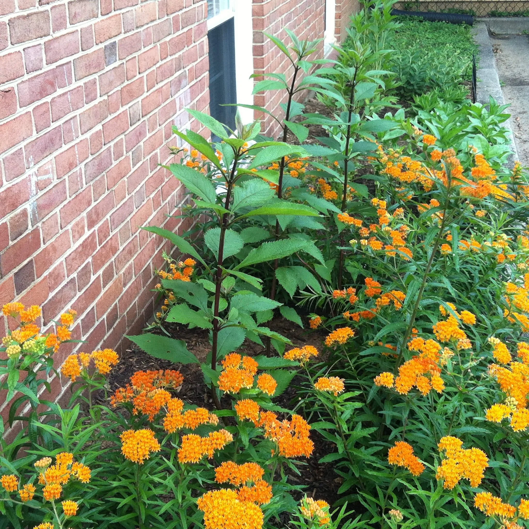10 Best Butterfly Nectar Plants — Plant and Bloom Design Studio