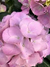 Mathilda Gutges Bigleaf Hydrangea (Hydrangea macrophylla 'Mathilda ...