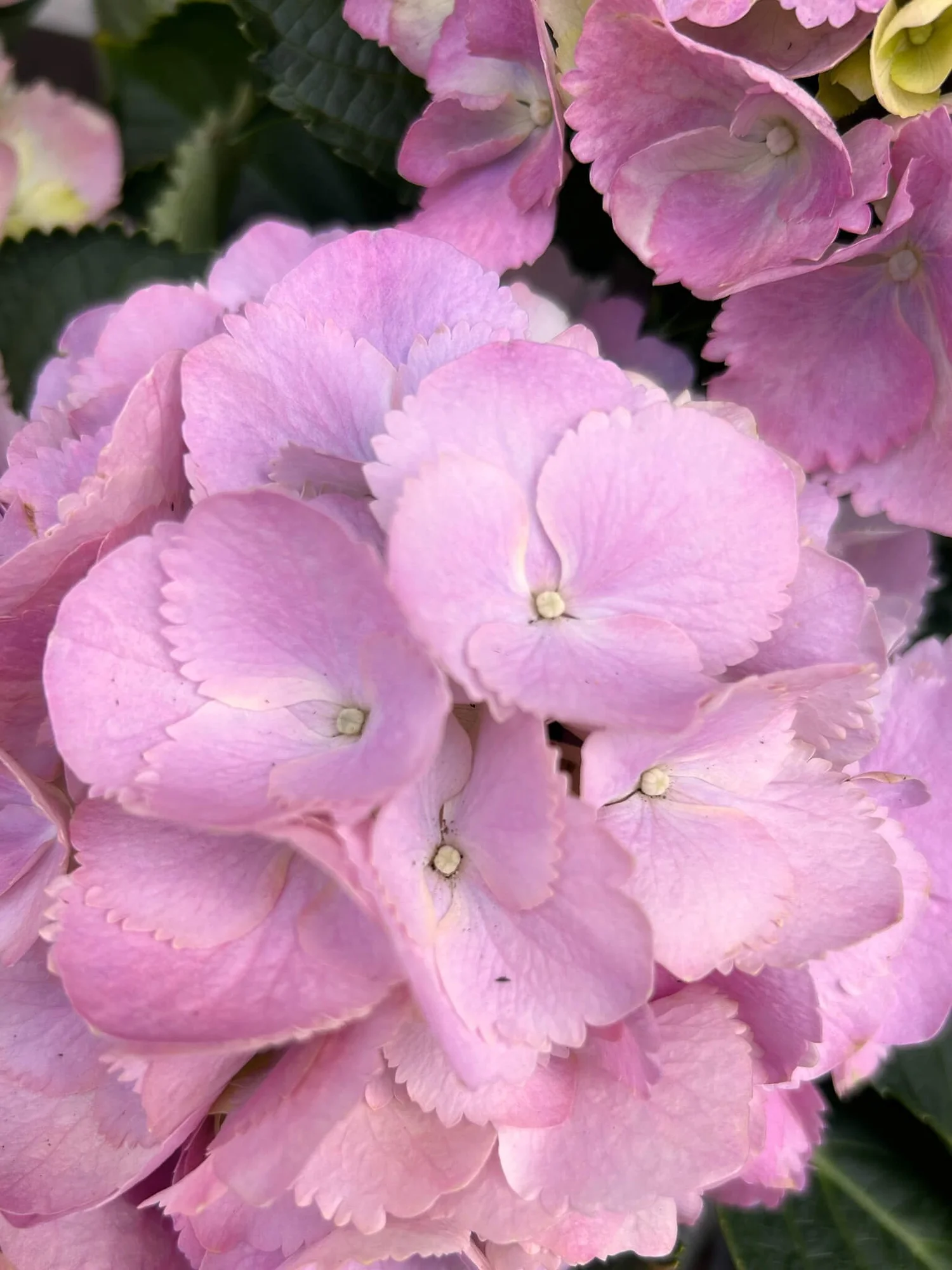 Mathilda Gutges Bigleaf Hydrangea (Hydrangea macrophylla 'Mathilda ...
