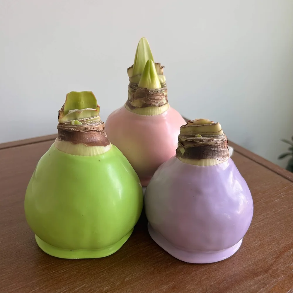 Waxed Amaryllis Bulbs — Plant and Bloom Design Studio