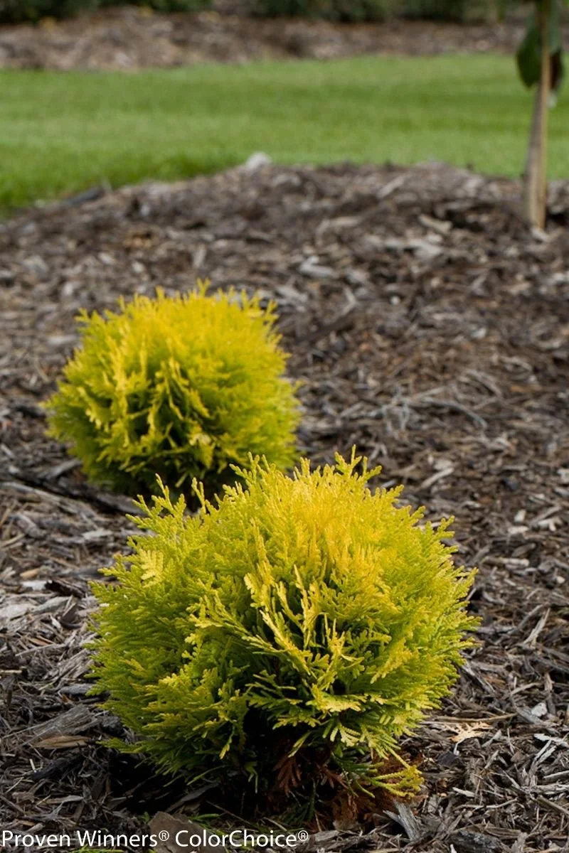 10 Front of the House Bushes — Plant and Bloom Design Studio