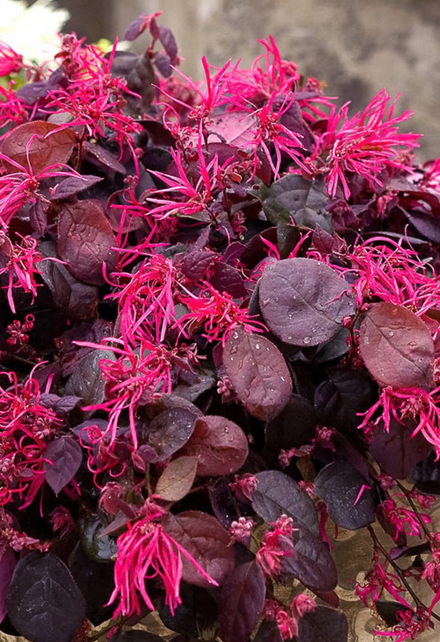 Goth Garden Plants — Plant and Bloom Design Studio