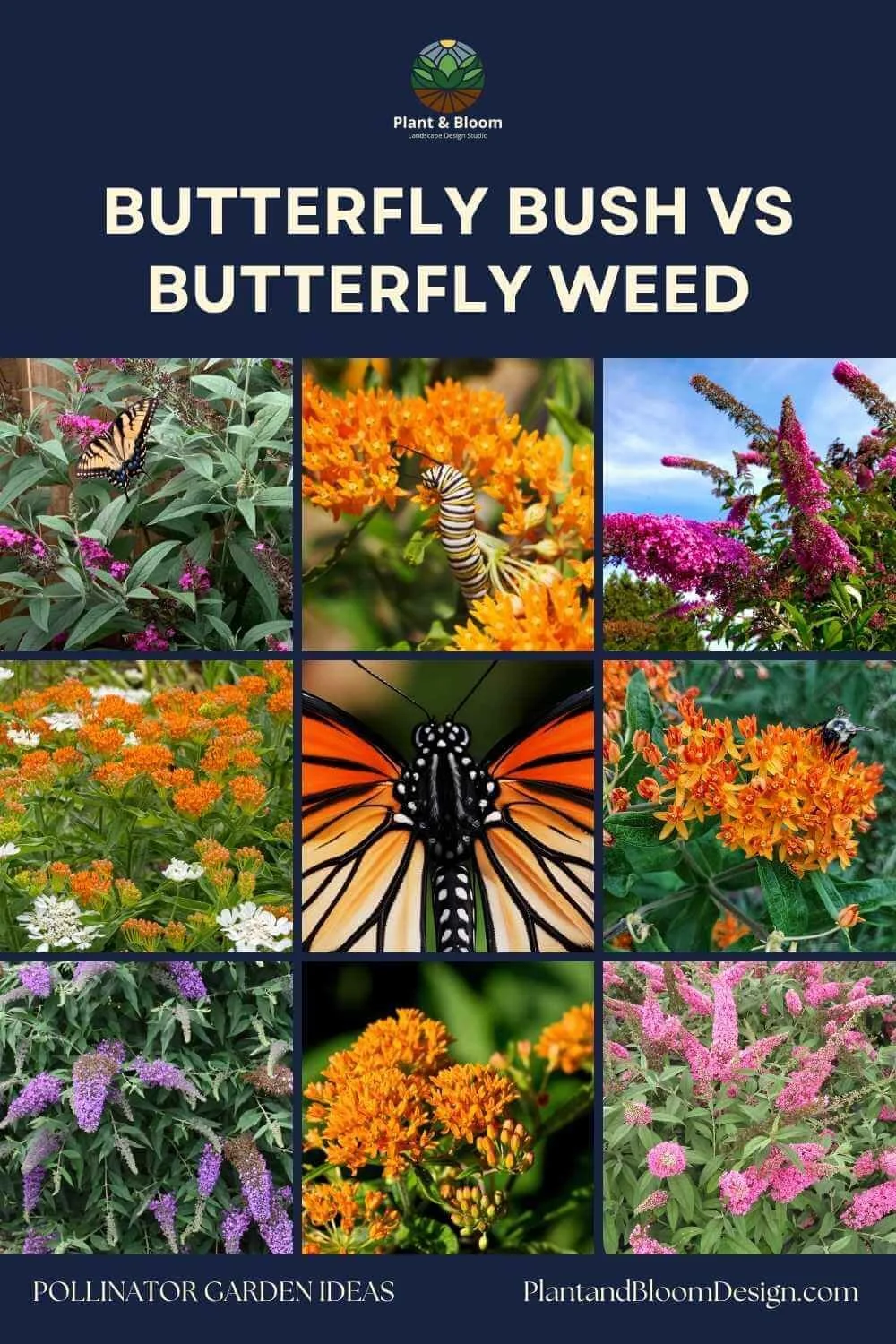 Butterfly Bush Vs Butterfly Weed