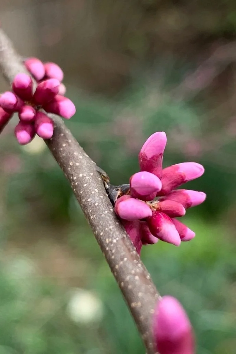 Appalachian Red Redbud — Plant and Bloom Design Studio