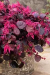 10 Goth Garden Plants: Dark Foliage Picks for a Moody Garden — Plant ...
